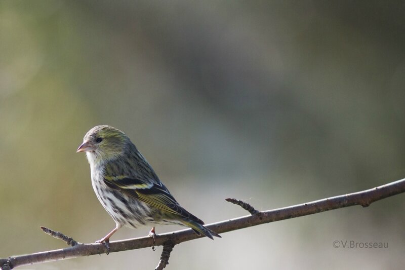 Bonjour Madame Tarin ! - nature émotion