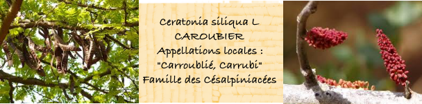 Le Caroubier - Balades dans le Var