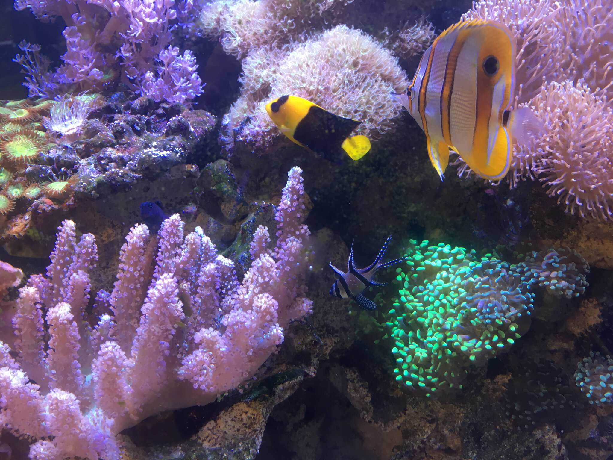 Bac récifal - Animal News ara87