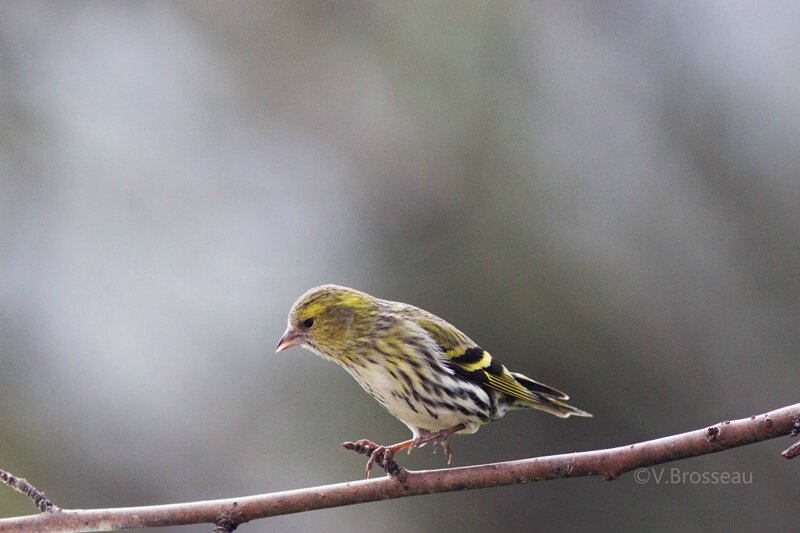 Bonjour Madame Tarin ! - nature émotion
