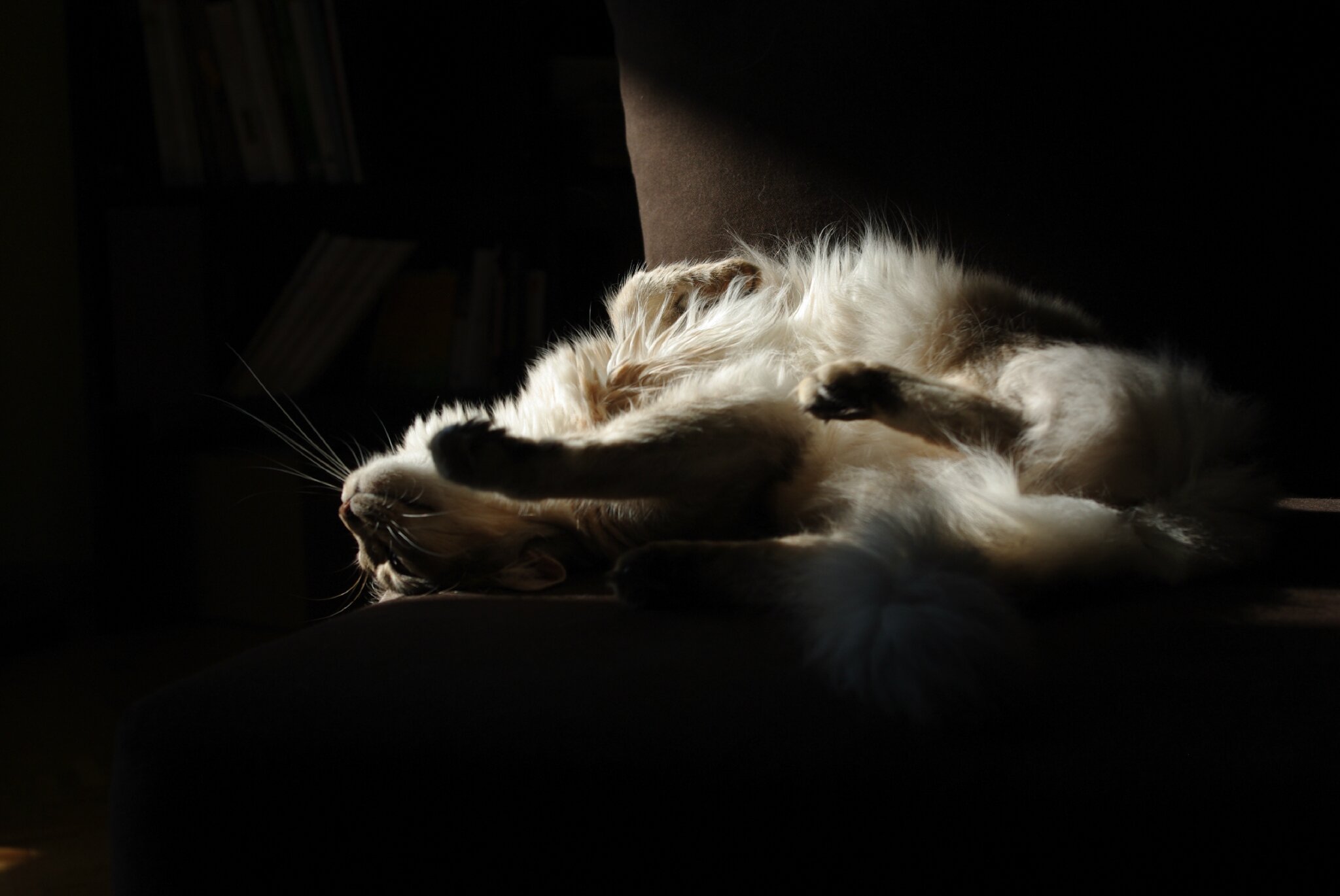 Pimousse - Padmoumou et compagnie