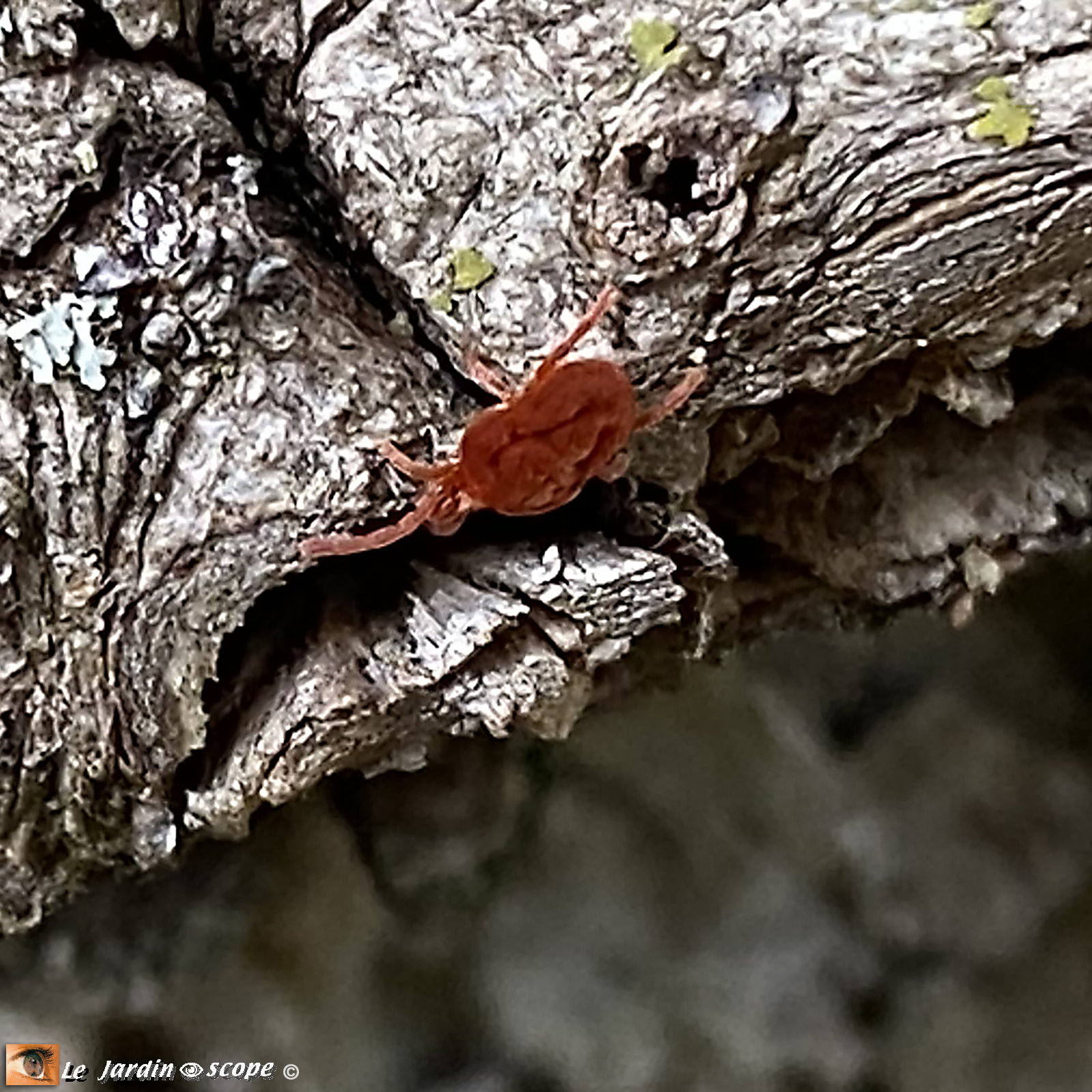L'acarien Trombidium holosericeum - Le JardinOscope, toute la vie ...