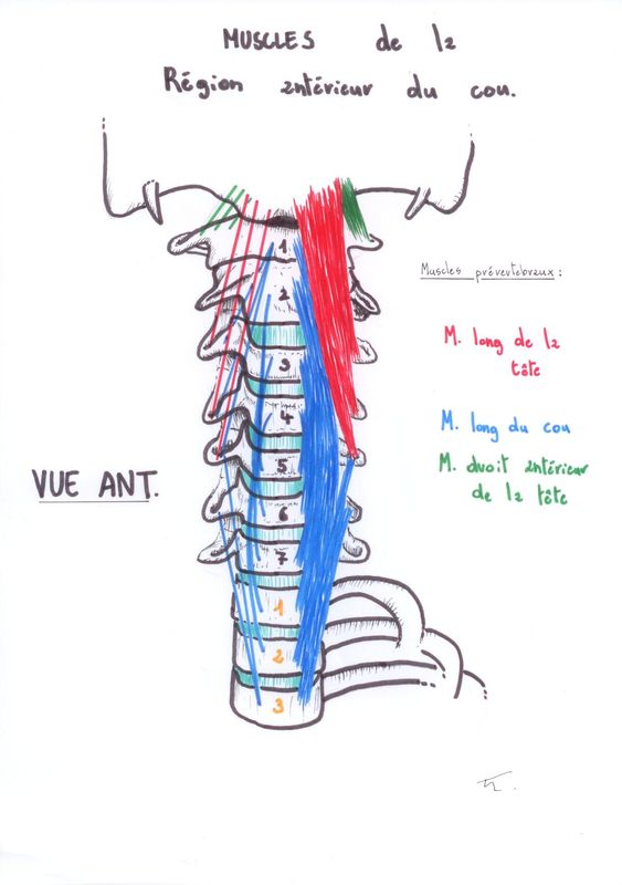 Muscles du cou - Schémas d'anatomie kiné