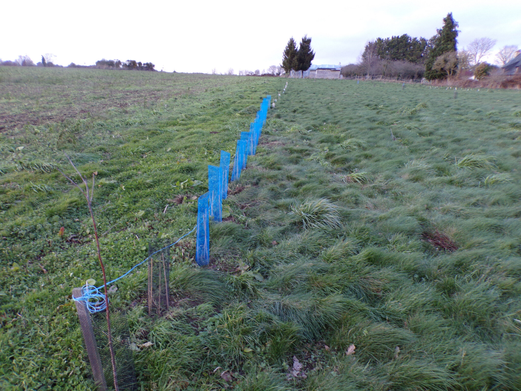 Plantations. - TREVENALEUC, un manoir breton