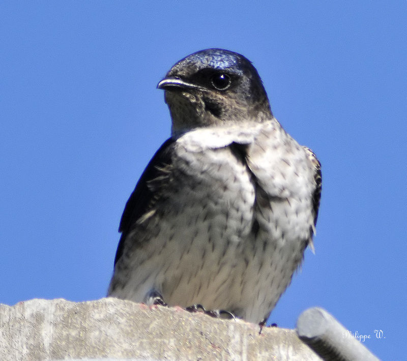 Hirondelle chalybée (Progne chalybea) - Oiseaux d'Argentine