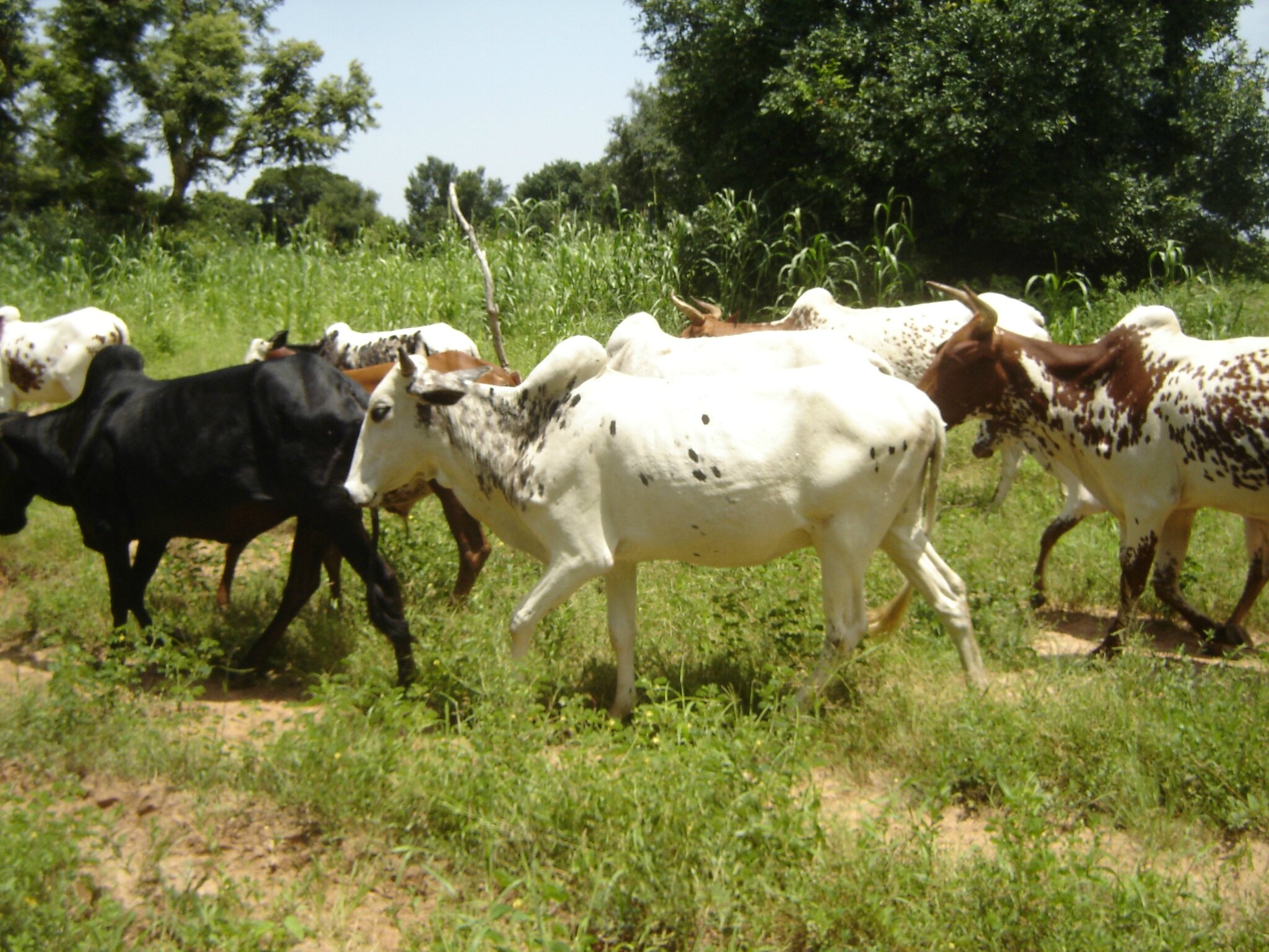 Djeli - les races bovines du mondes