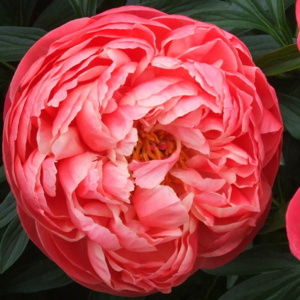 Pivoines - Alain.R.Truong