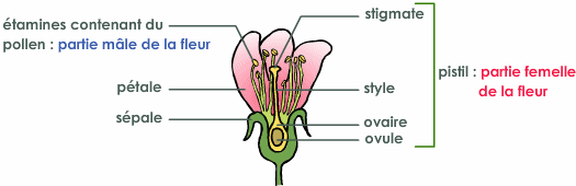 Sciences CM2 - Ecole primaire de Lorp Sentaraille