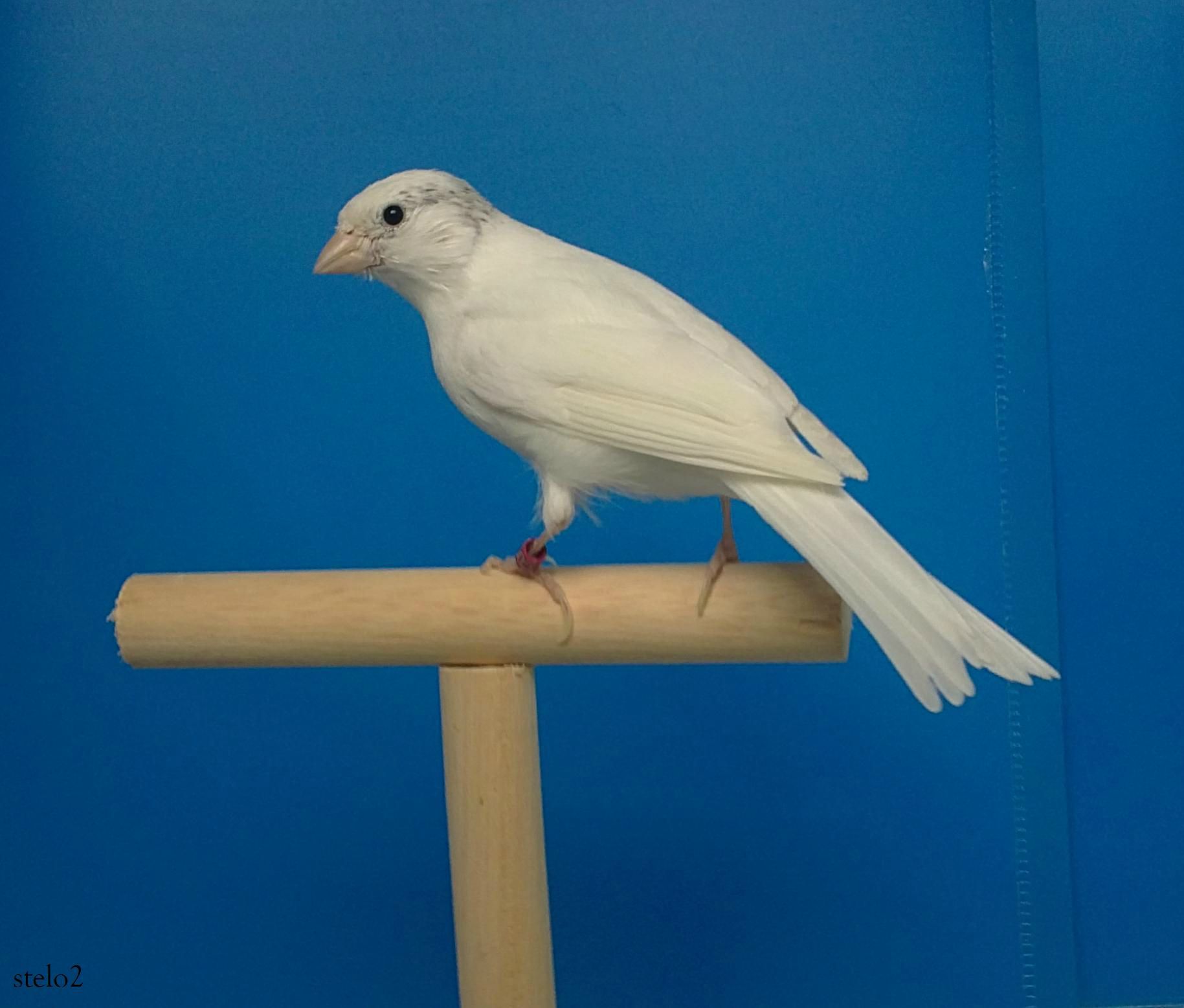 canaris couleur et chant Explications pour débutant