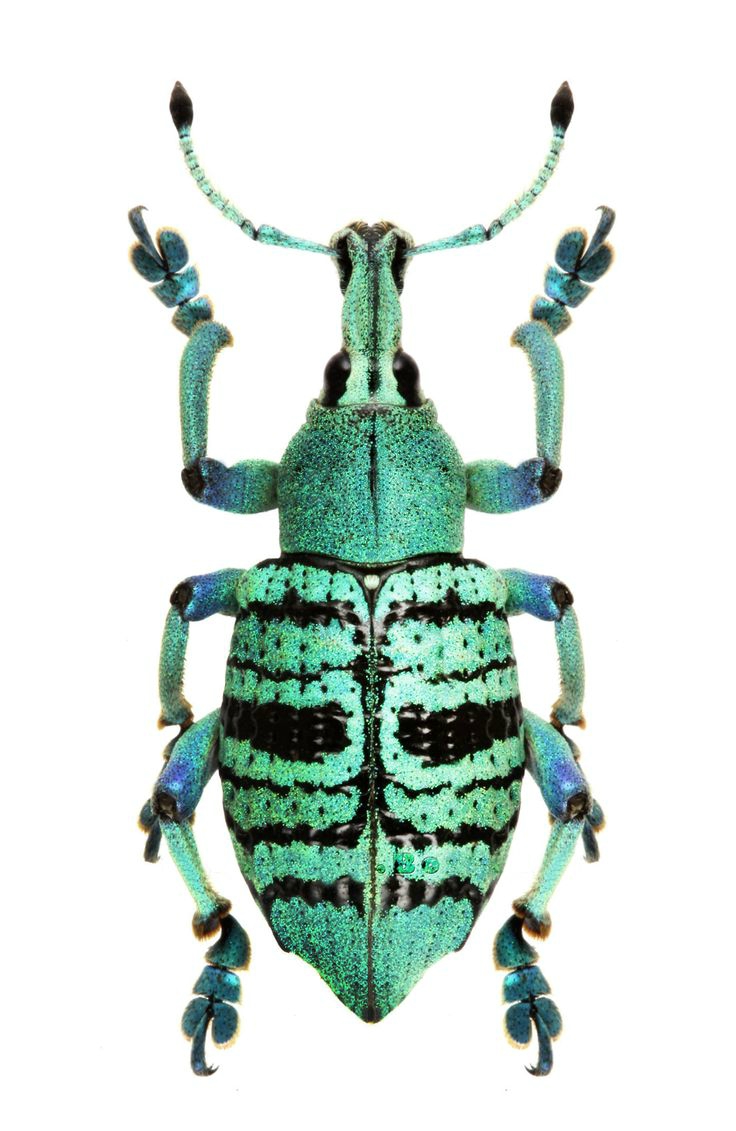 Eupholus - Alain.R.Truong