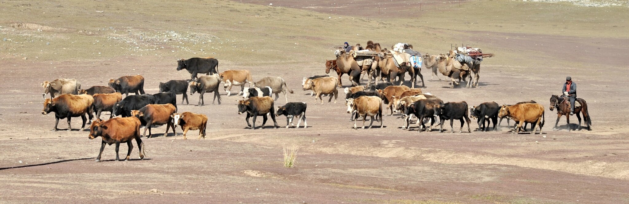 Hazakhe / 哈萨克牛 - les races bovines du mondes