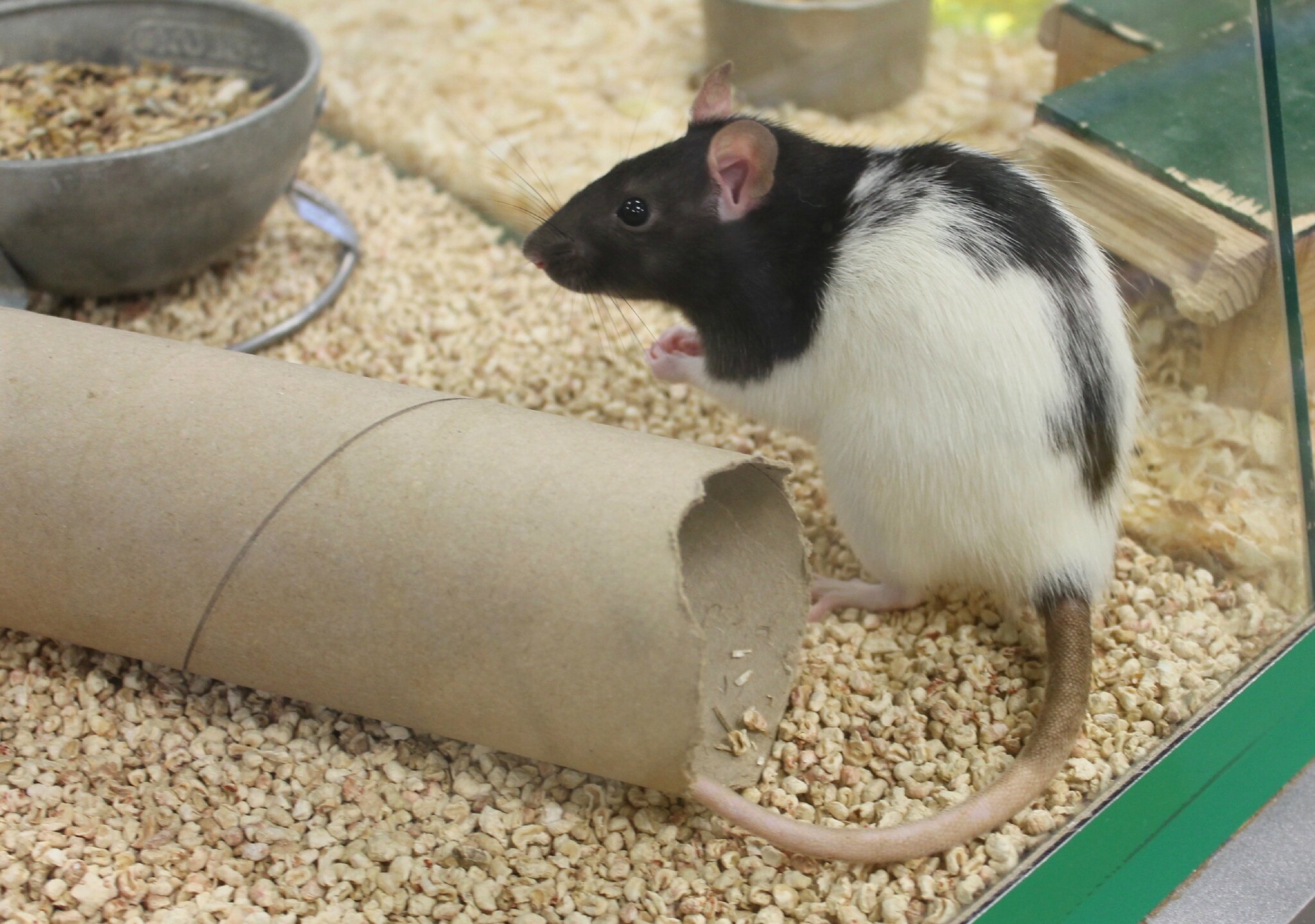 Rat - Animal News ara87