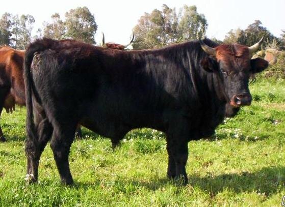 Sardo-Modicana - les races bovines du mondes