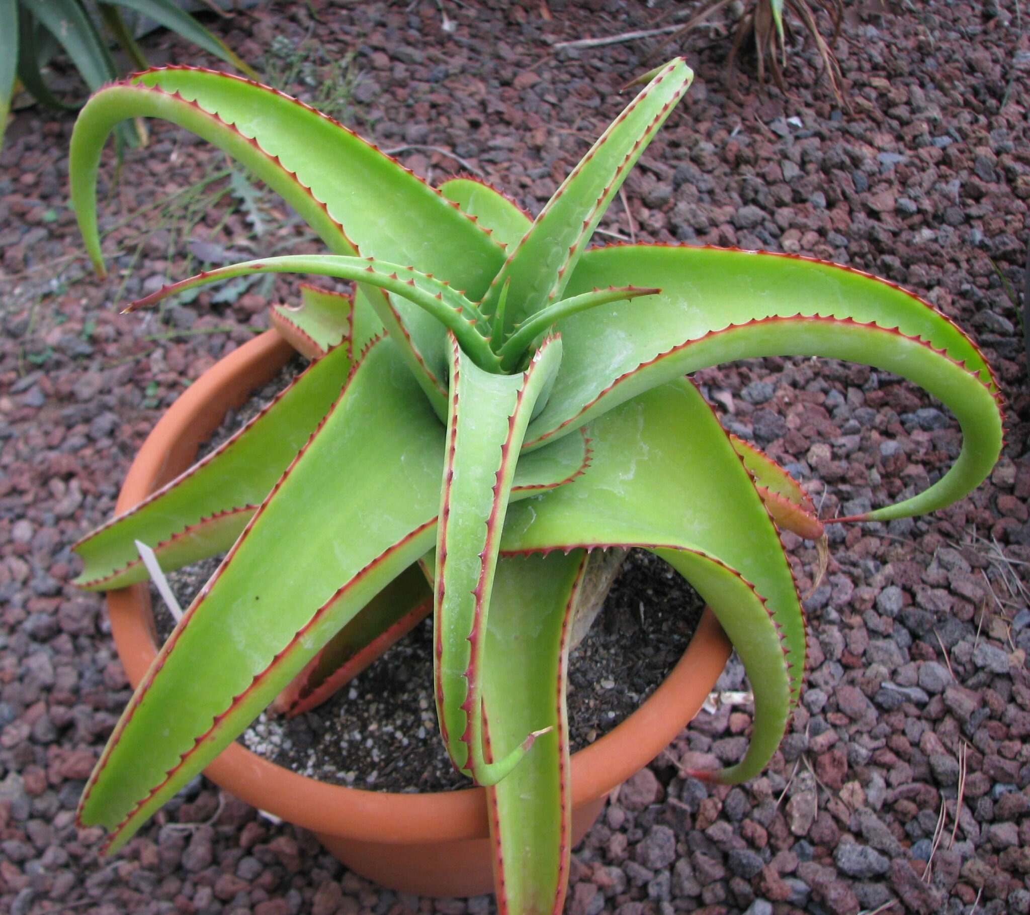 Aloe alooides - Les succulentes du jardin d'Anna