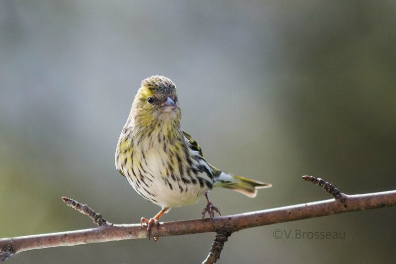 Bonjour Madame Tarin ! - nature émotion