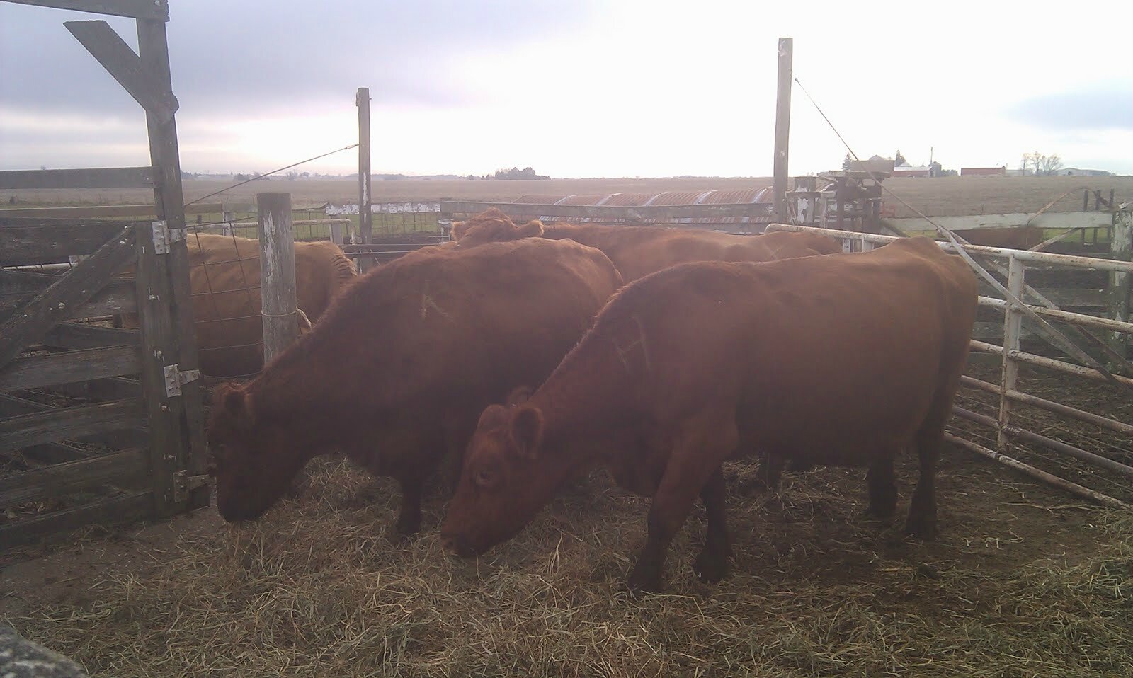 RX3 - les races bovines du mondes