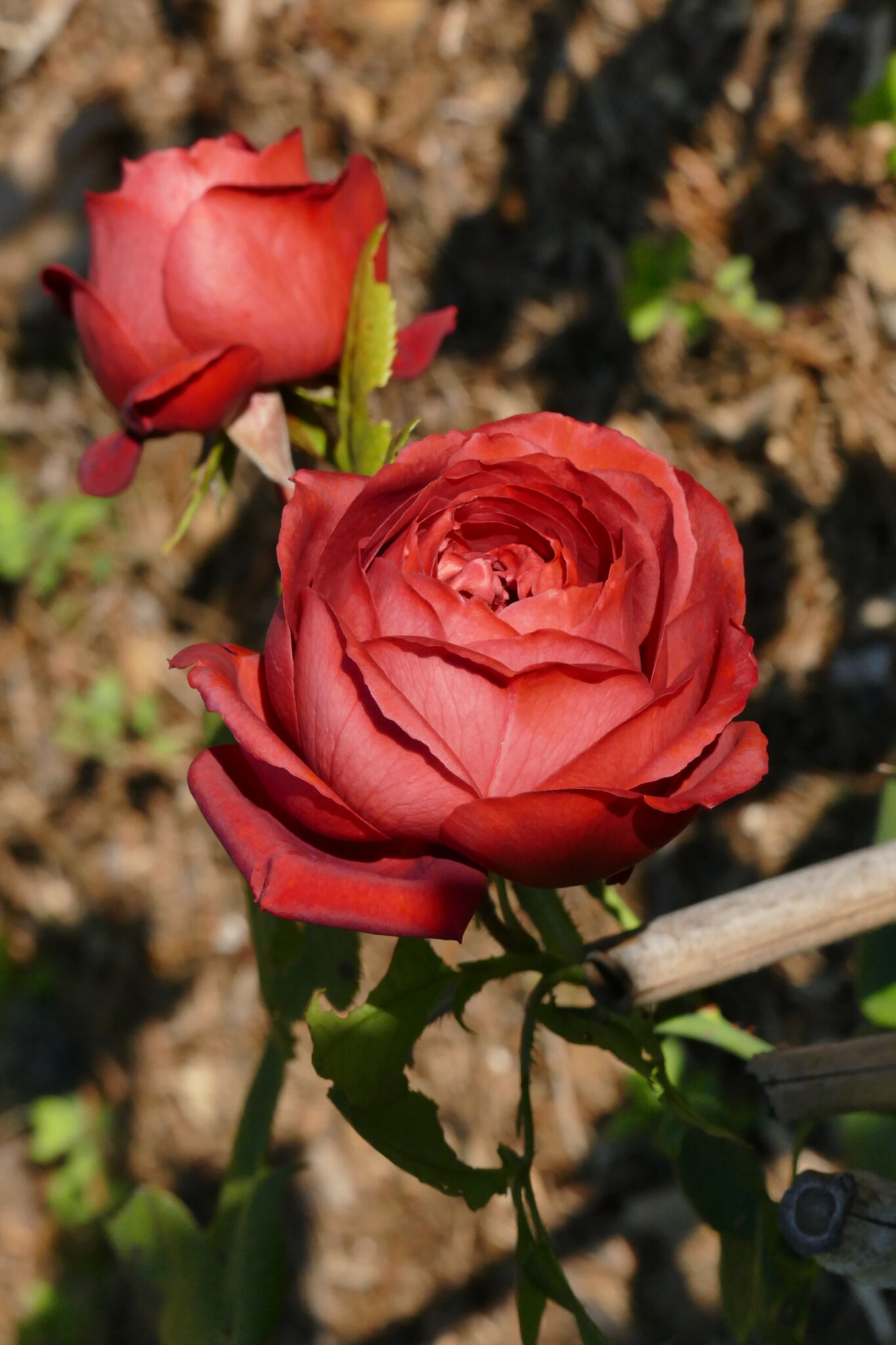 La rose Terracotta - Les amoureux des roses de Romilly