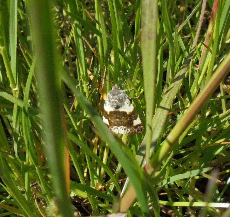 Le Collier blanc (Acontia lucida) - Le monde des Papillons