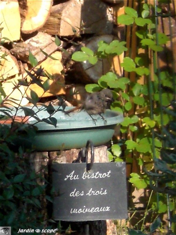 Le Rougequeue vif, rapide et assez familier… - Le JardinOscope, toute ...