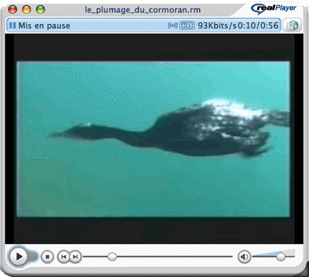 Le Loiret accueille le Grand Cormoran surtout en hiver - Le ...