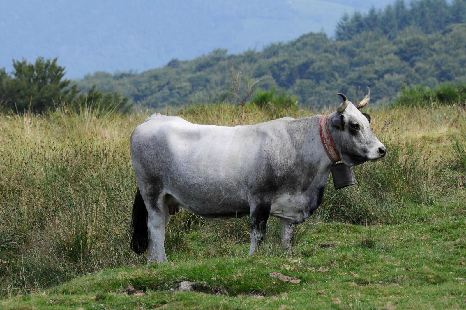Gasconne - les races bovines du mondes
