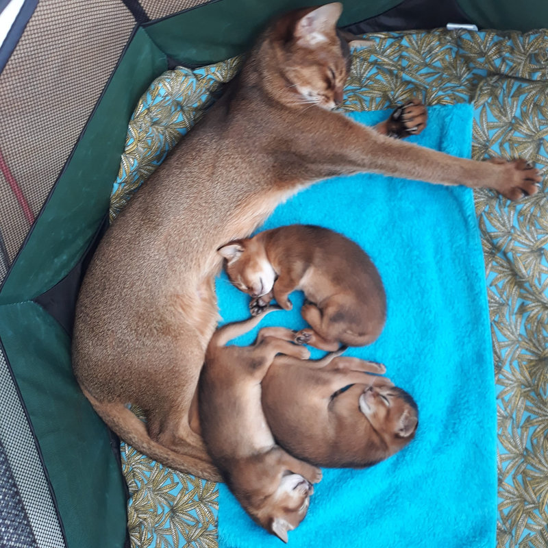 Chatons abyssins à réserver - Abyssins d'Abystyle