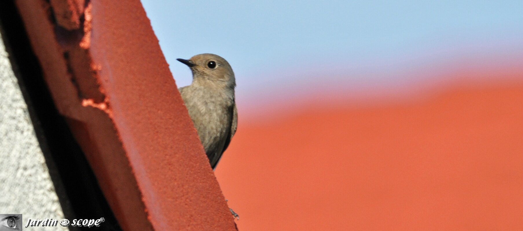 Le Rougequeue vif, rapide et assez familier… - Le JardinOscope, toute ...