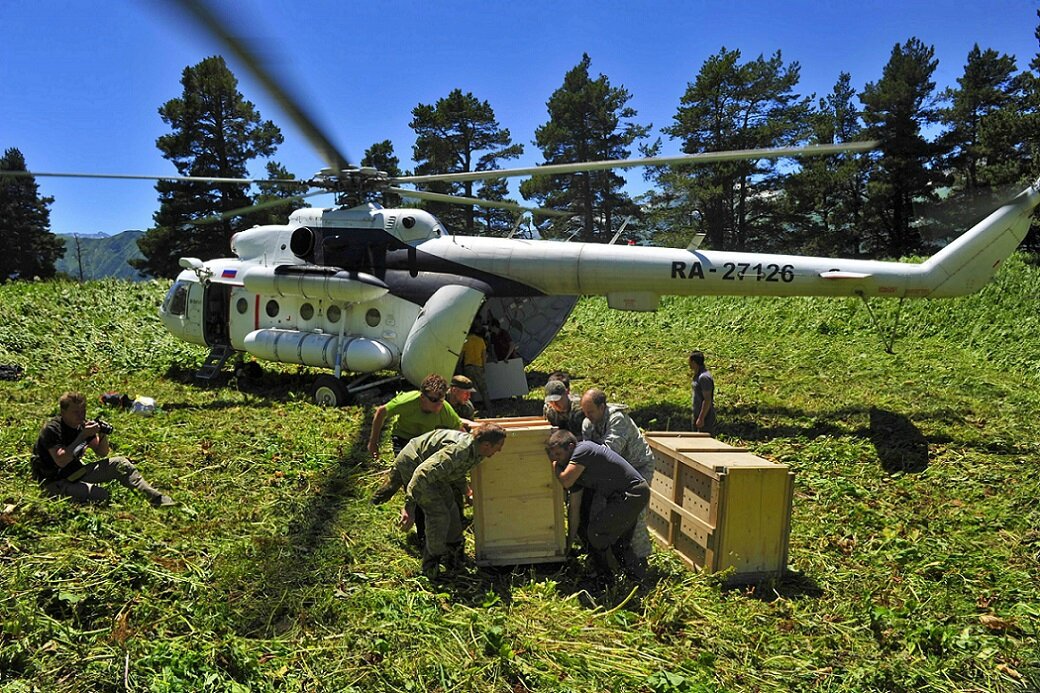 Panthère de Perse : premières réintroductions dans le Caucase russe ...