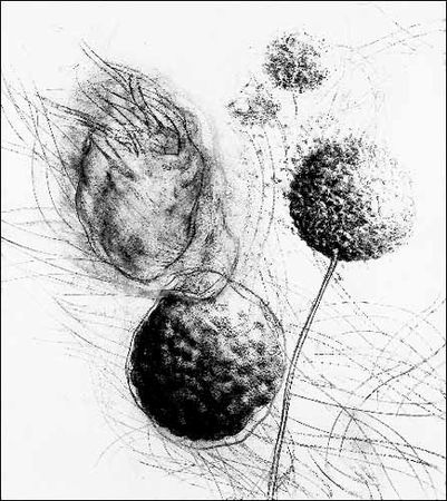 Marko Velk, "Le Rêve de Kemov" Dessins à Paris. Galerie Eric Mircher ...