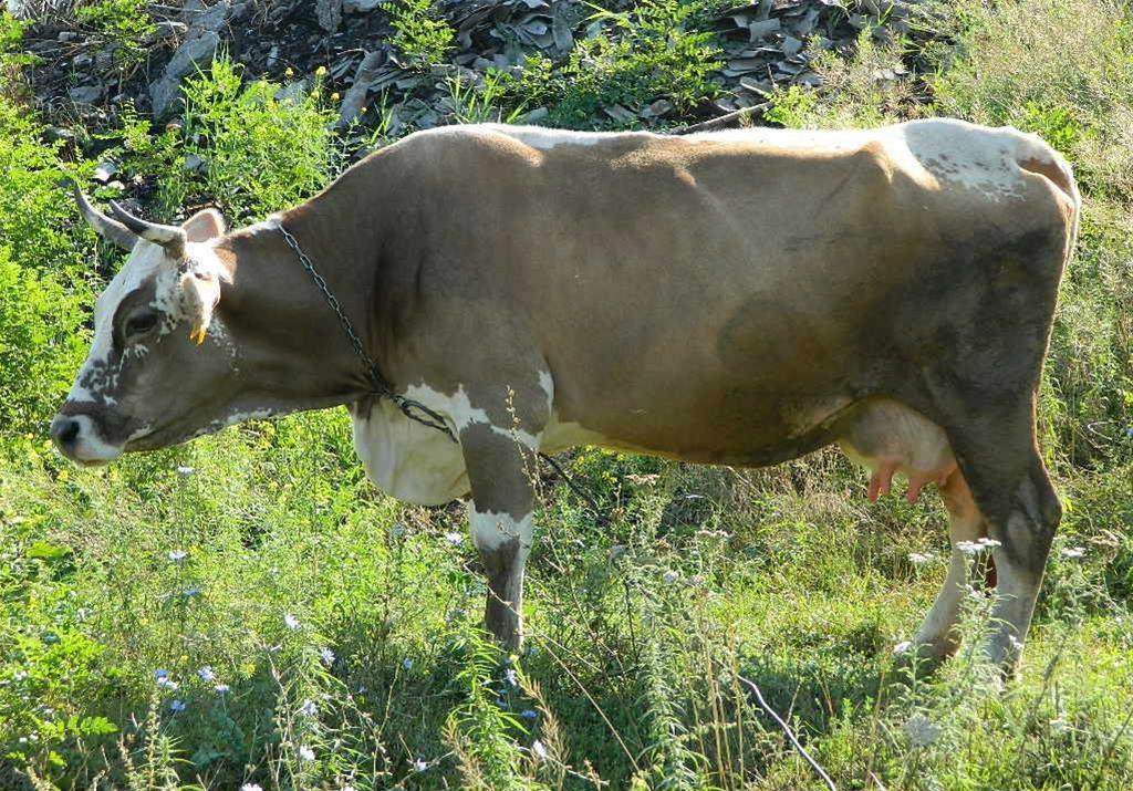 Alatau / Алатауская порода - les races bovines du mondes