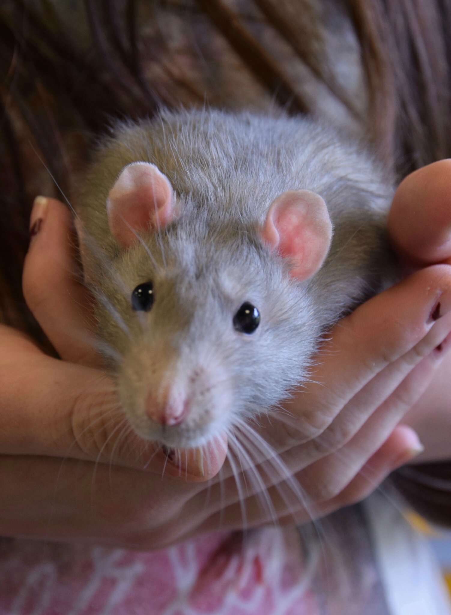 Rat - Animal News ara87