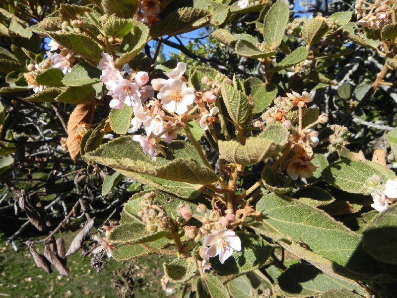 MAHOT - FORET PRIMAIRE : ESPECES ENDEMIQUES ET INDIGENES DE LA REGION ...