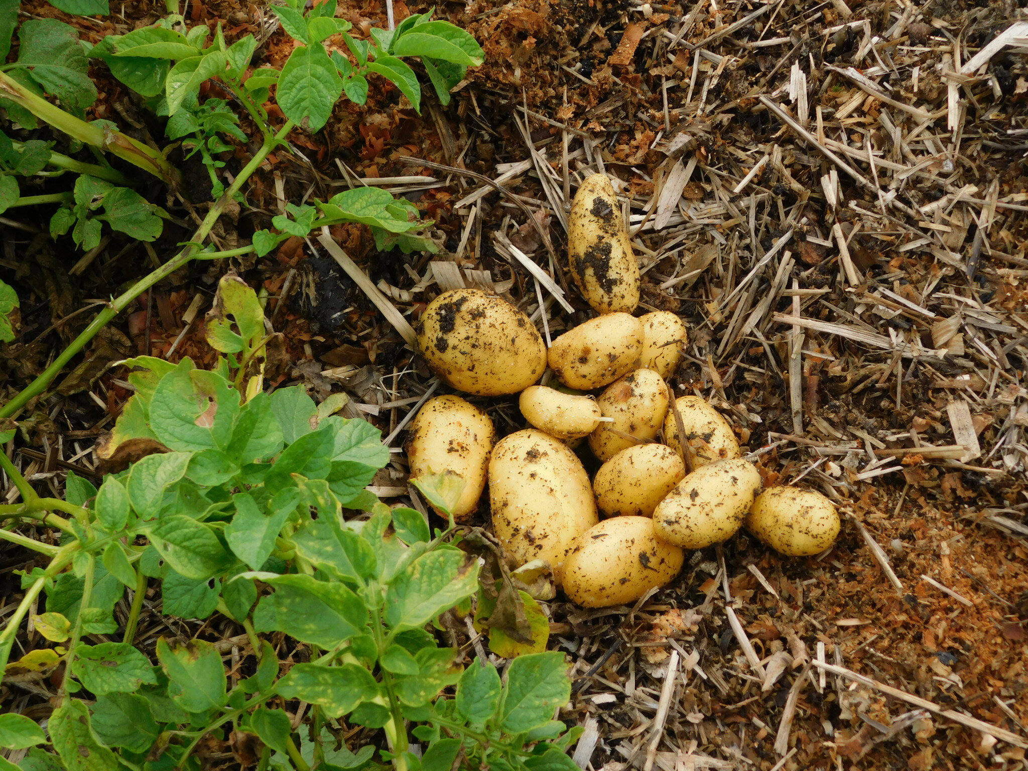 Jardin - TREVENALEUC, un manoir breton