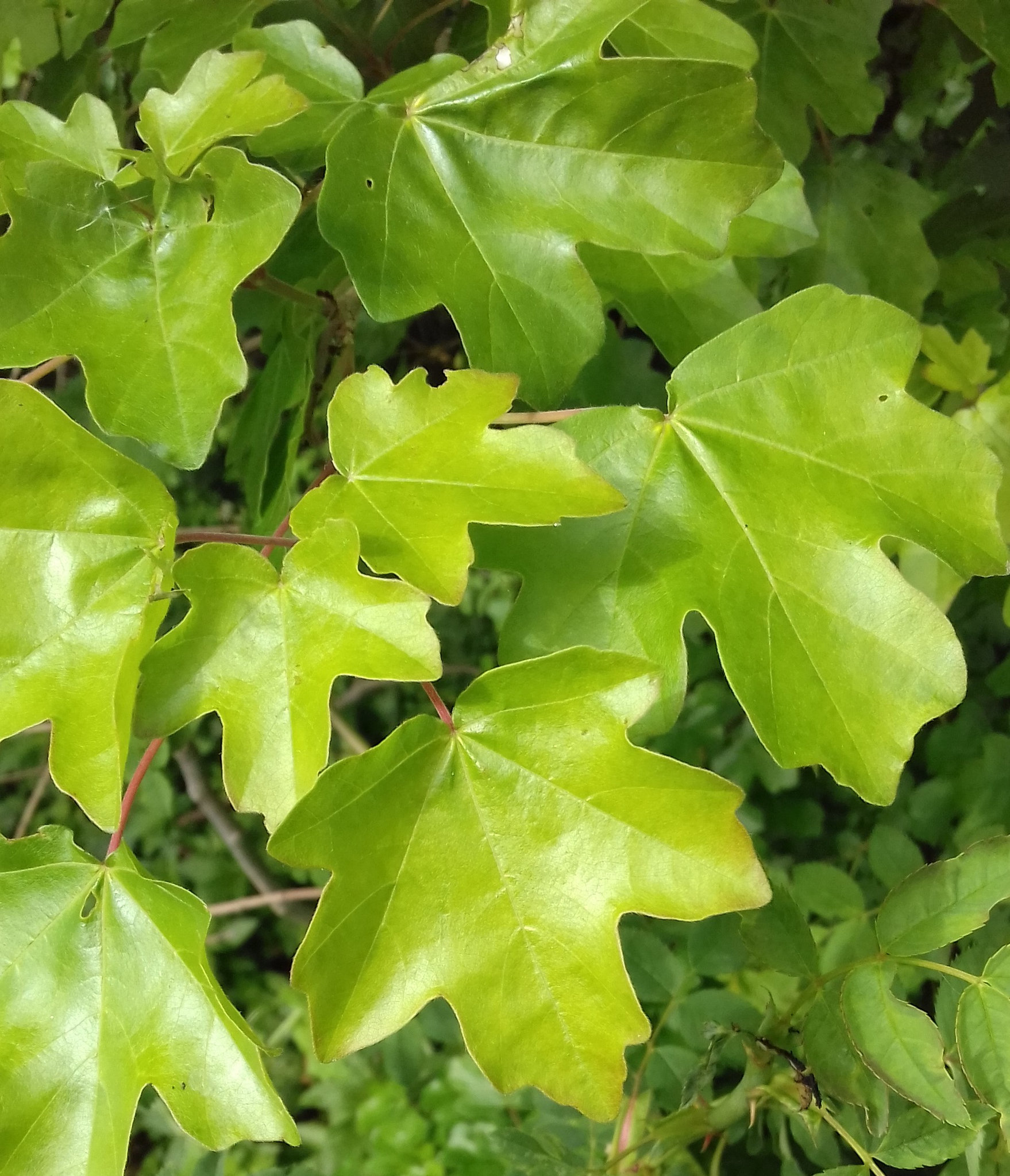 L'Erable champêtre (Acer campestre) - Le monde des Papillons