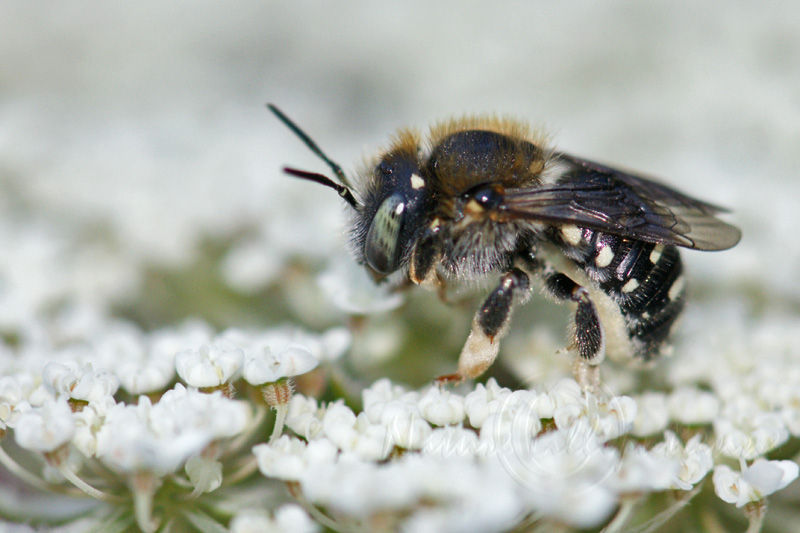 Anthidium punctatum - Nature Lilliputienne